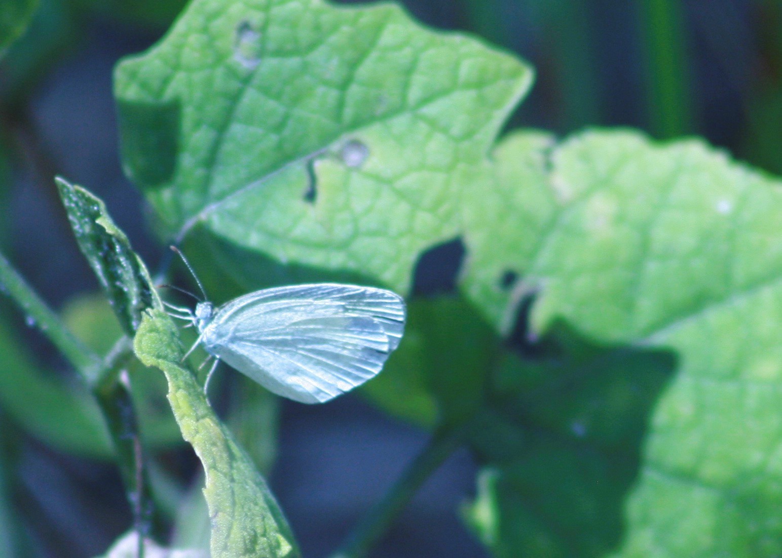 Barred Yellow – MiamiBlue.org